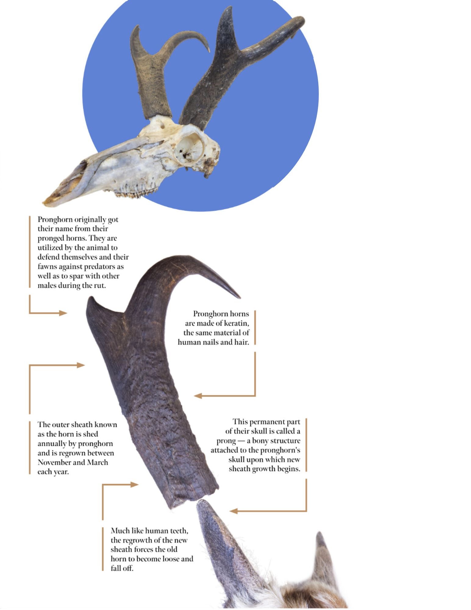 American Pronghorn - A Species Profile | Wyoming Game & Fish Department